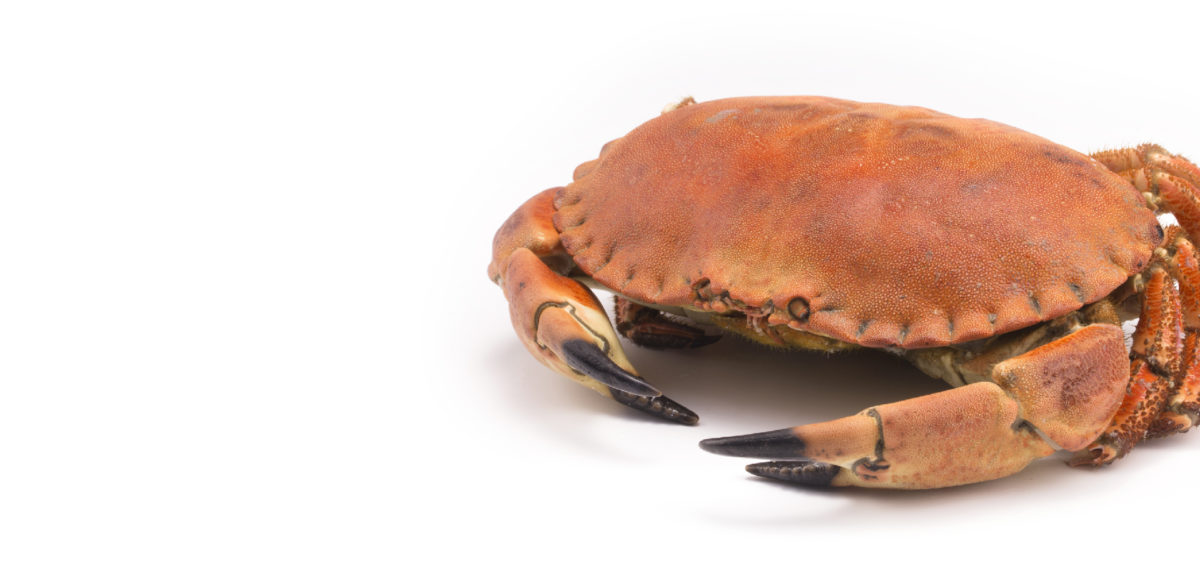 Sapateira - Coelho e Dias